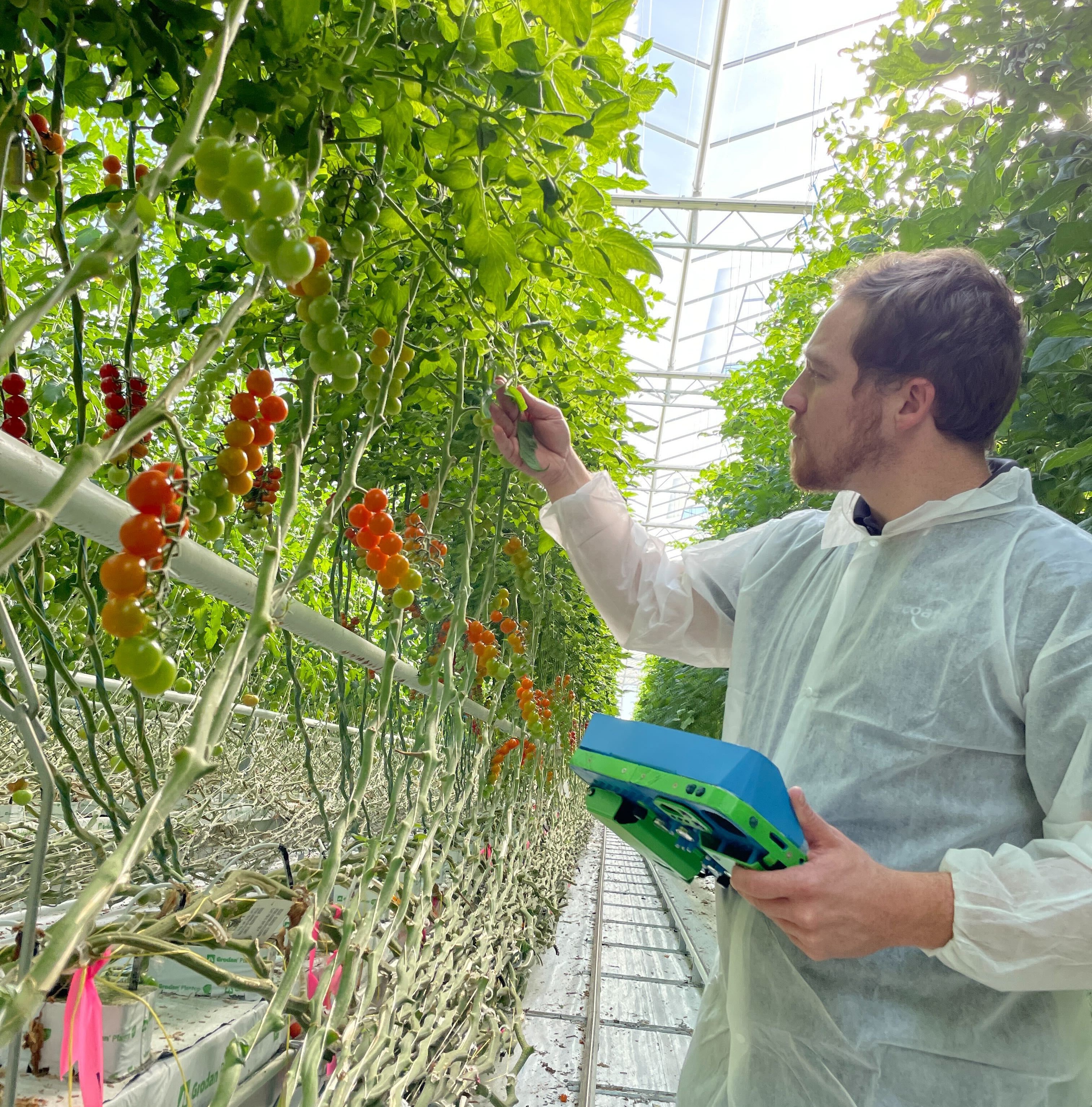 Yield Forecasting Software Platform for Greenhouses