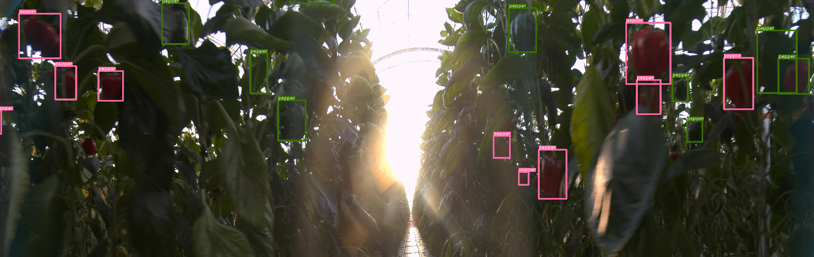 Yield Forecasting Software Platform for Greenhouses