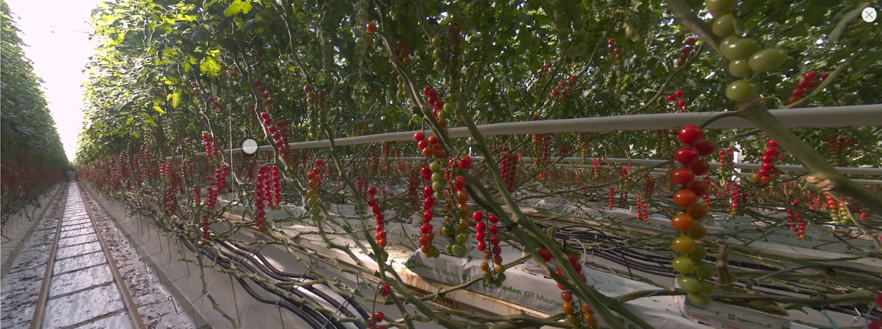 Integrated Pest Management (IPM) Software Platform for Greenhouses